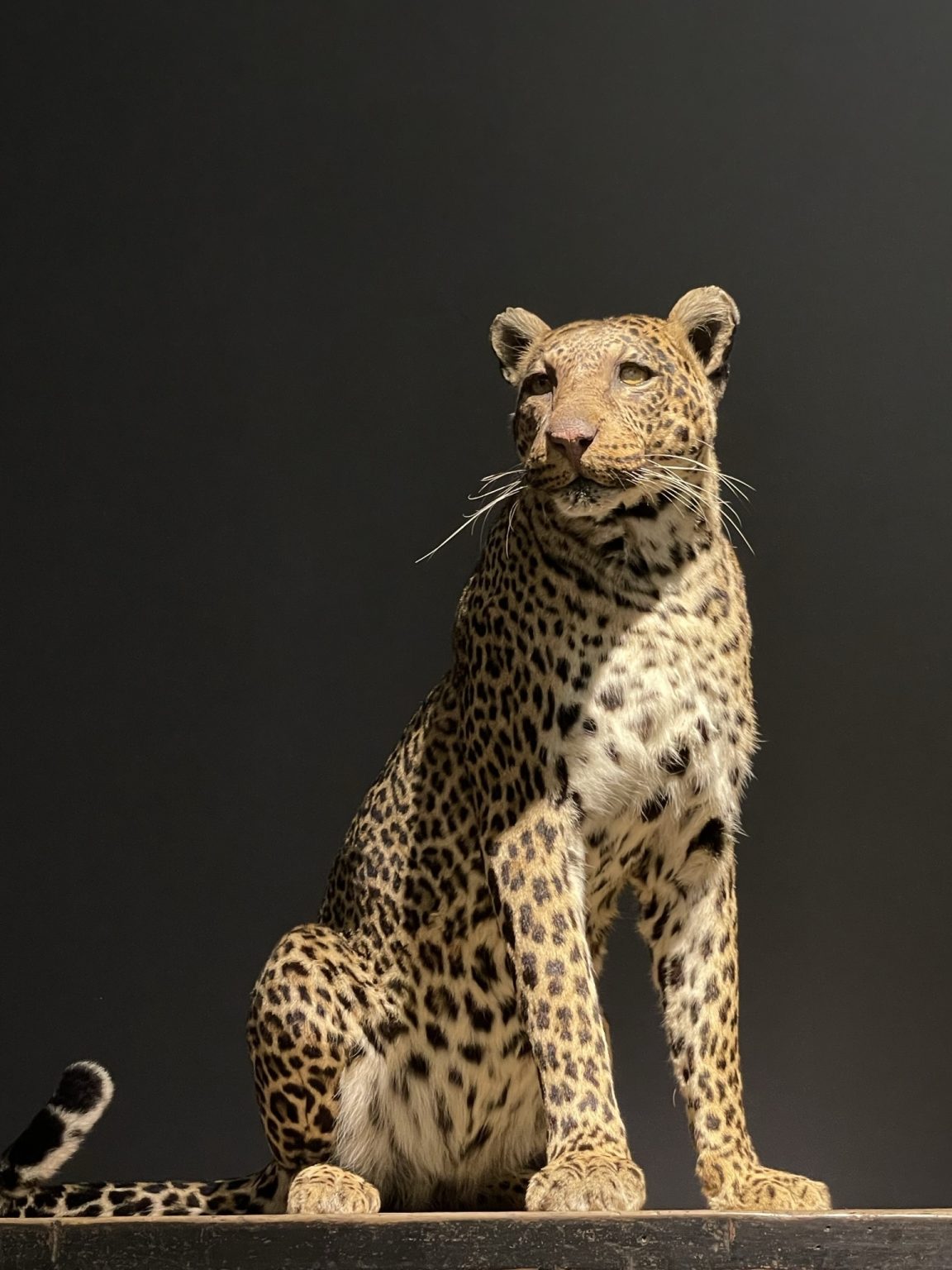 Opgezet luipaard - BEAST Interiors