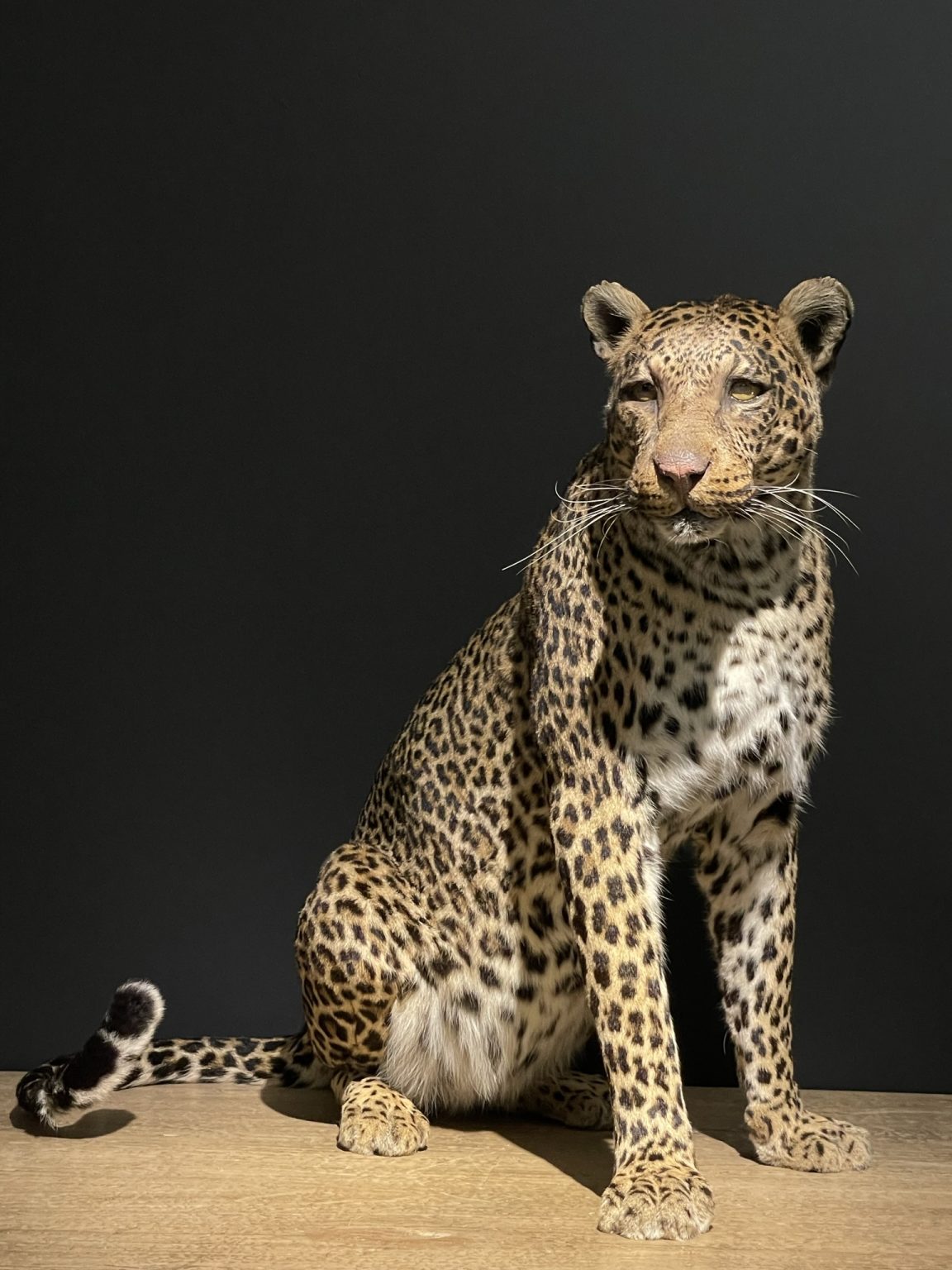 Opgezet luipaard - BEAST Interiors