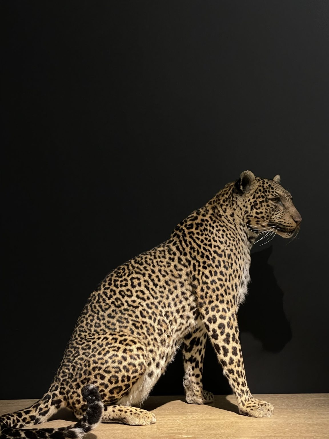 Opgezet luipaard - BEAST Interiors
