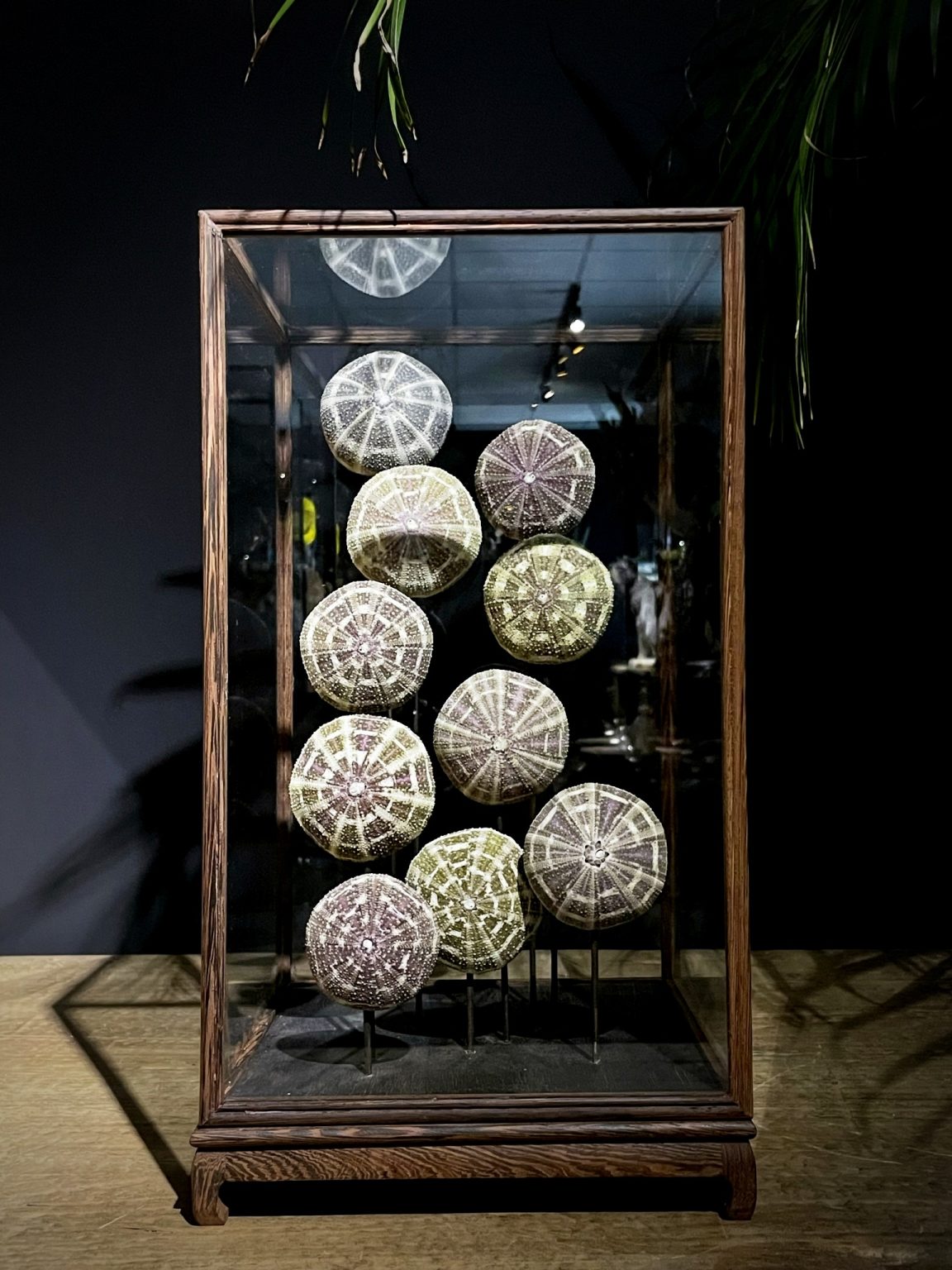 Glass display case with sea urchins - BEAST Interiors