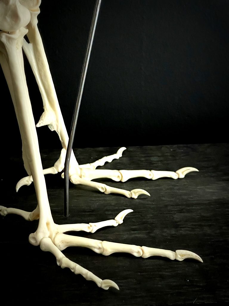 Blue peacock skeleton - BEAST Interiors