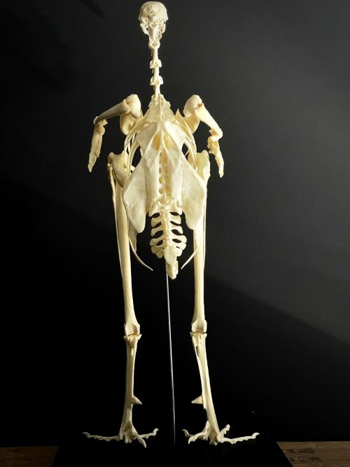 Blue peacock skeleton - BEAST Interiors