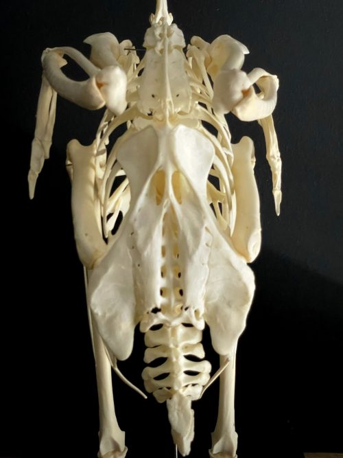 Blue peacock skeleton - BEAST Interiors