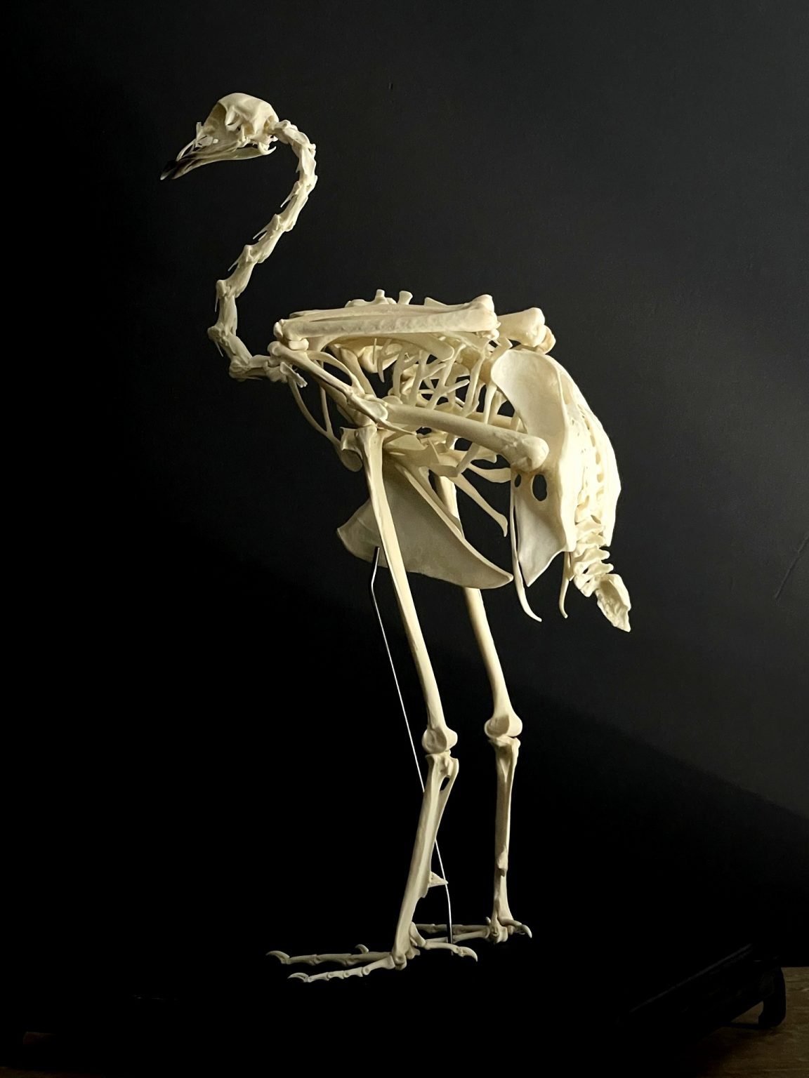 Blue peacock skeleton - BEAST Interiors