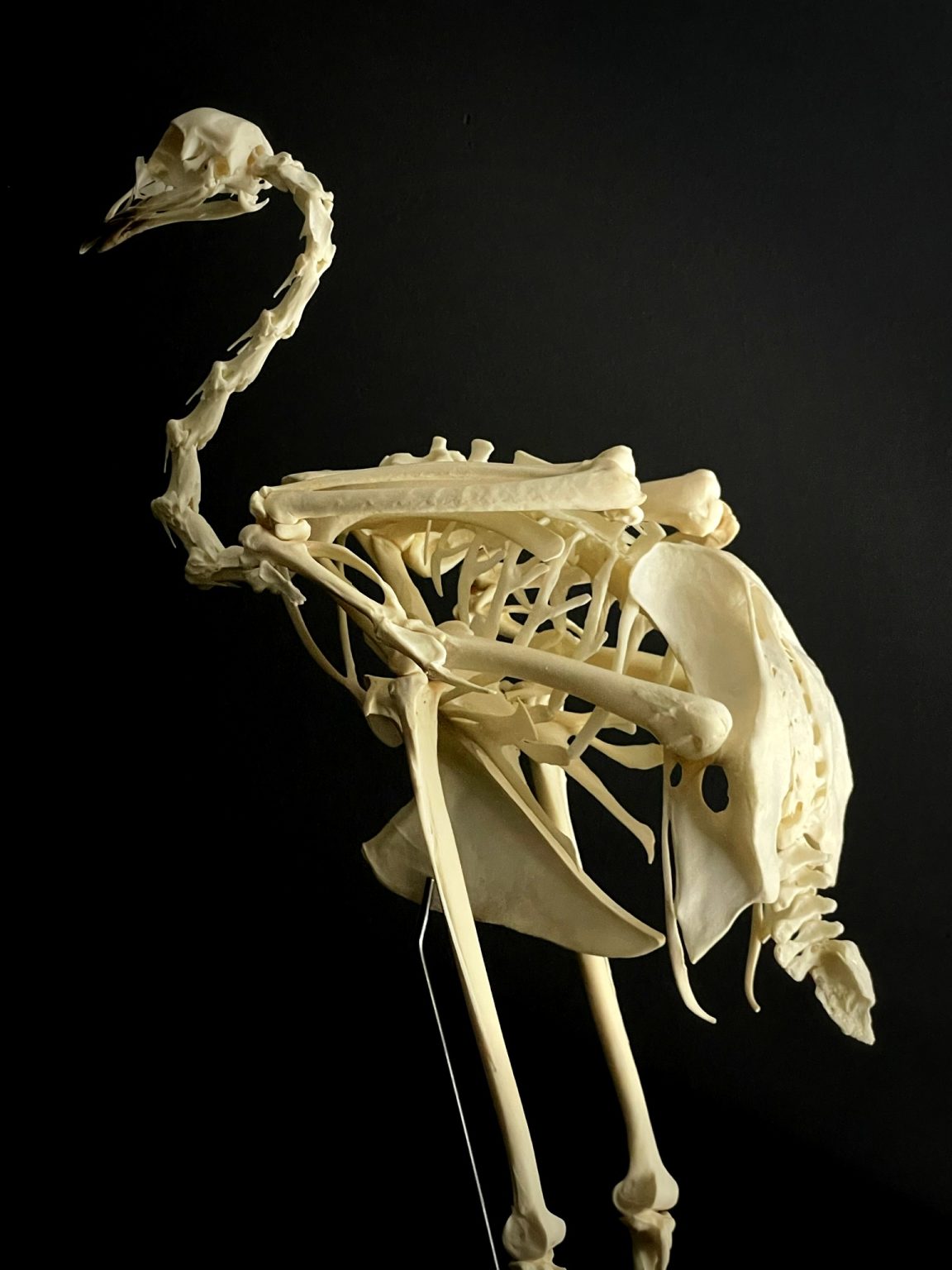 Blue peacock skeleton - BEAST Interiors