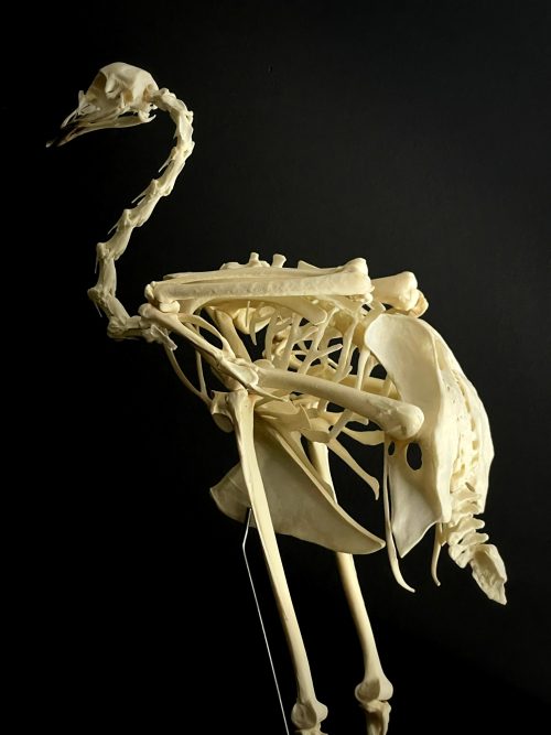 Blue peacock skeleton - BEAST Interiors
