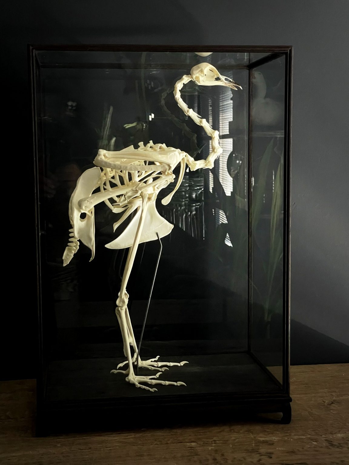 Blue peacock skeleton - BEAST Interiors