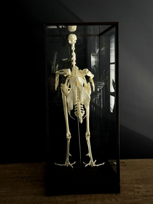 Blue peacock skeleton - BEAST Interiors
