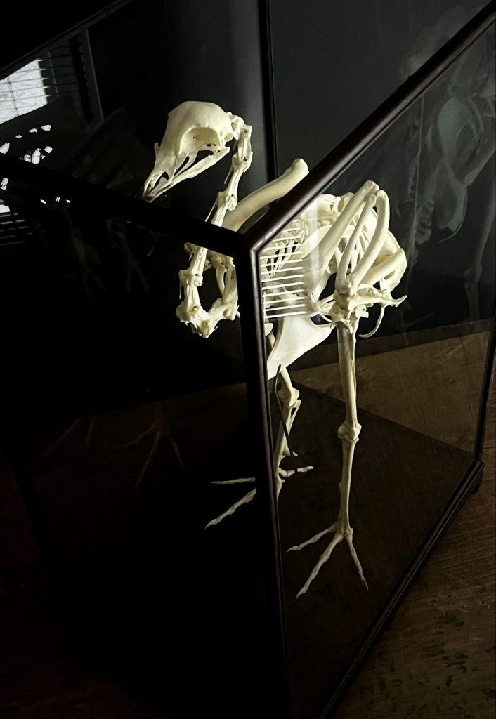 Blue peacock skeleton - BEAST Interiors