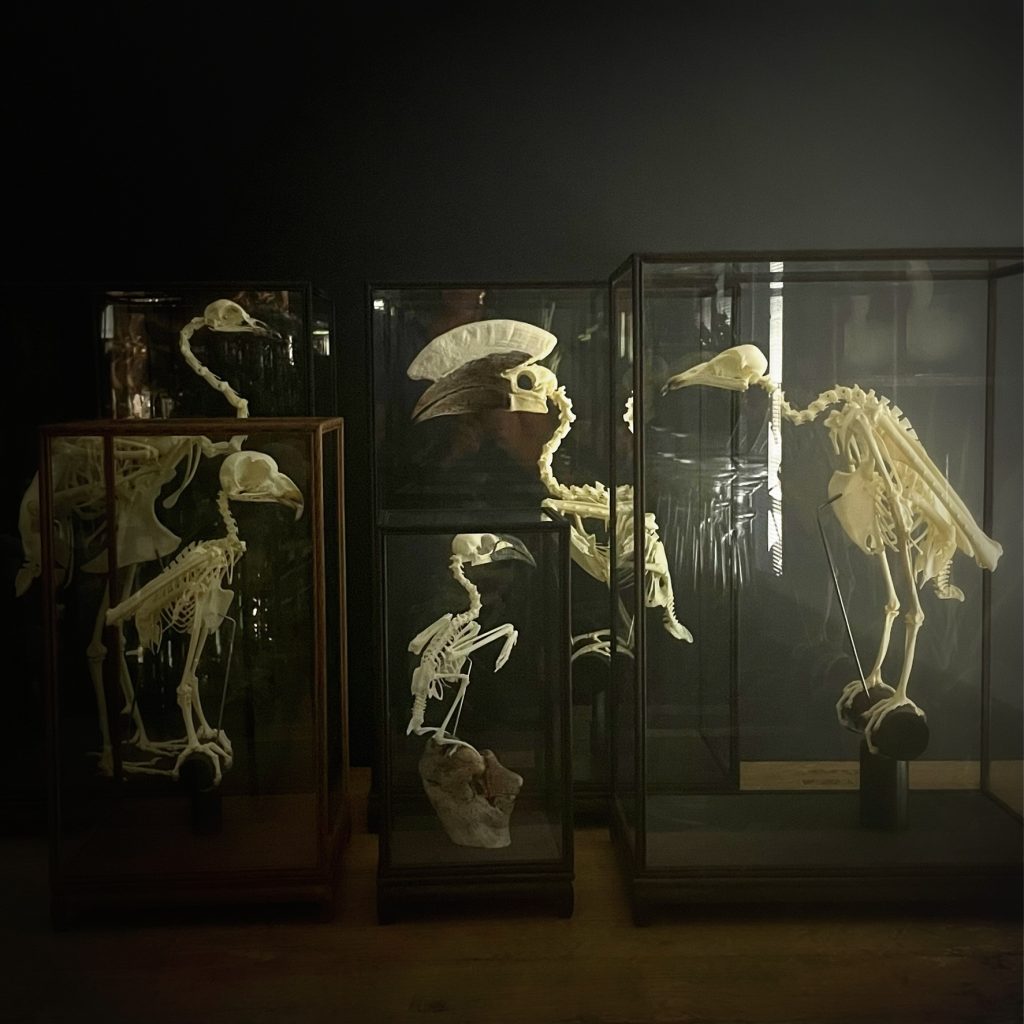 Blue peacock skeleton - BEAST Interiors