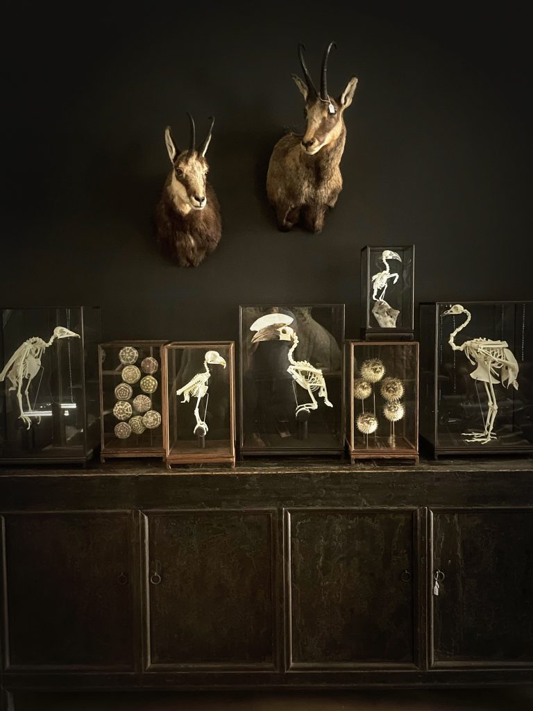 Blue peacock skeleton - BEAST Interiors