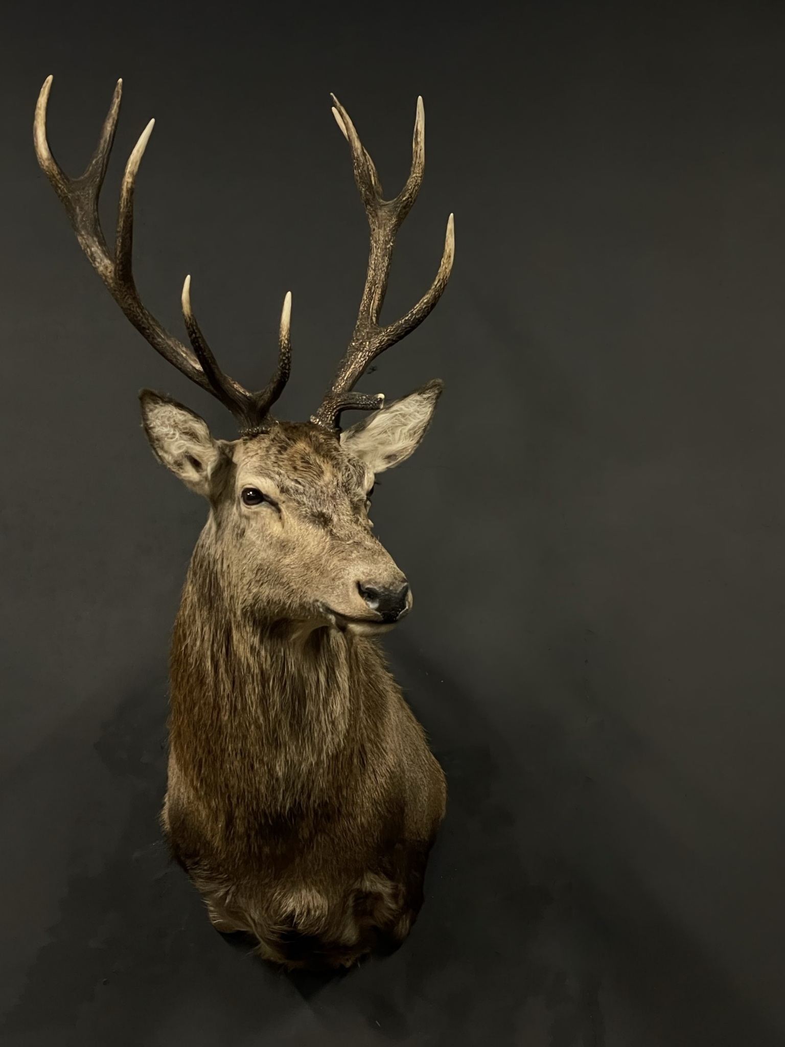 Mounted deer head - BEAST Interiors