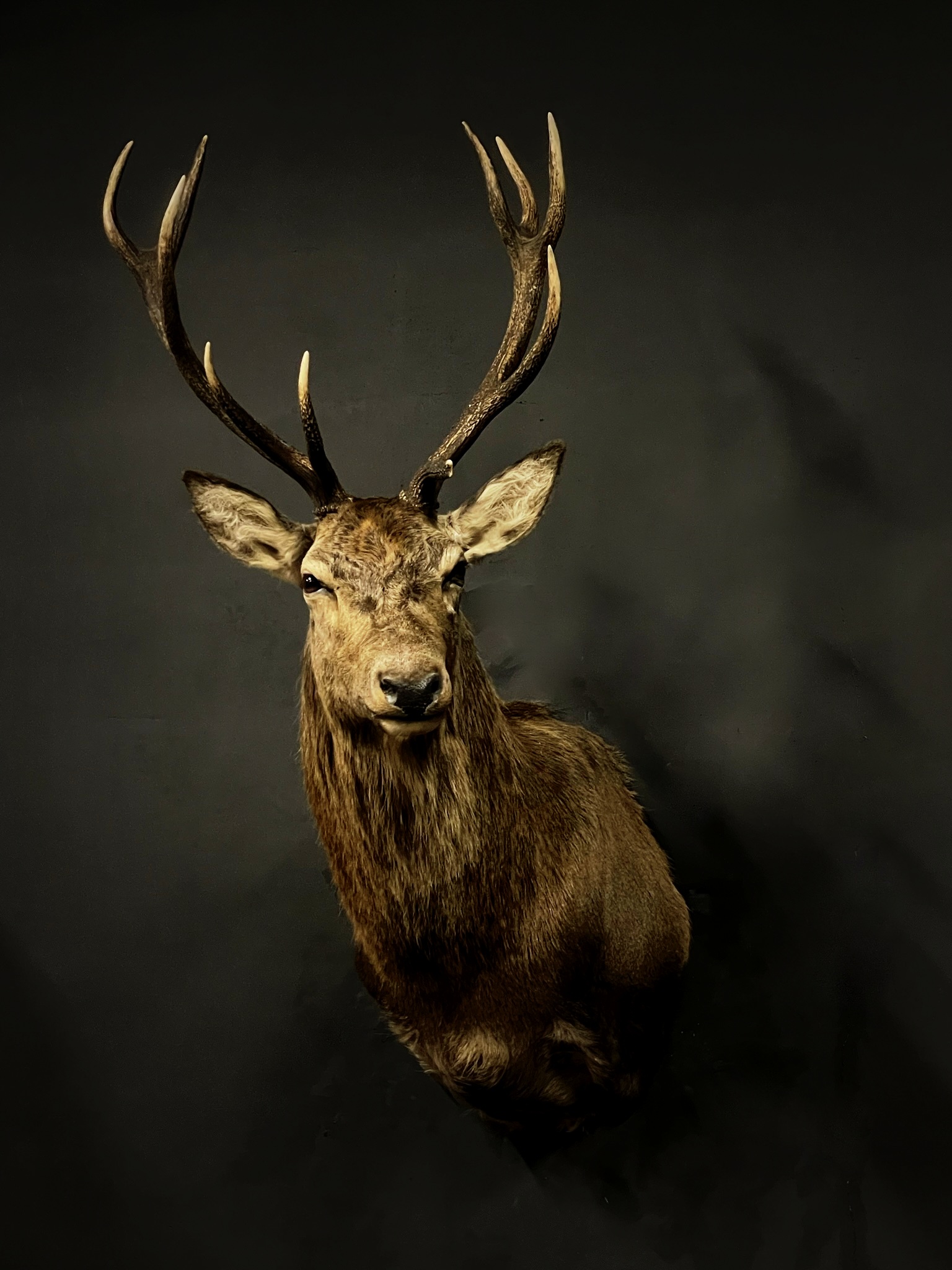 Mounted deer head - BEAST Interiors