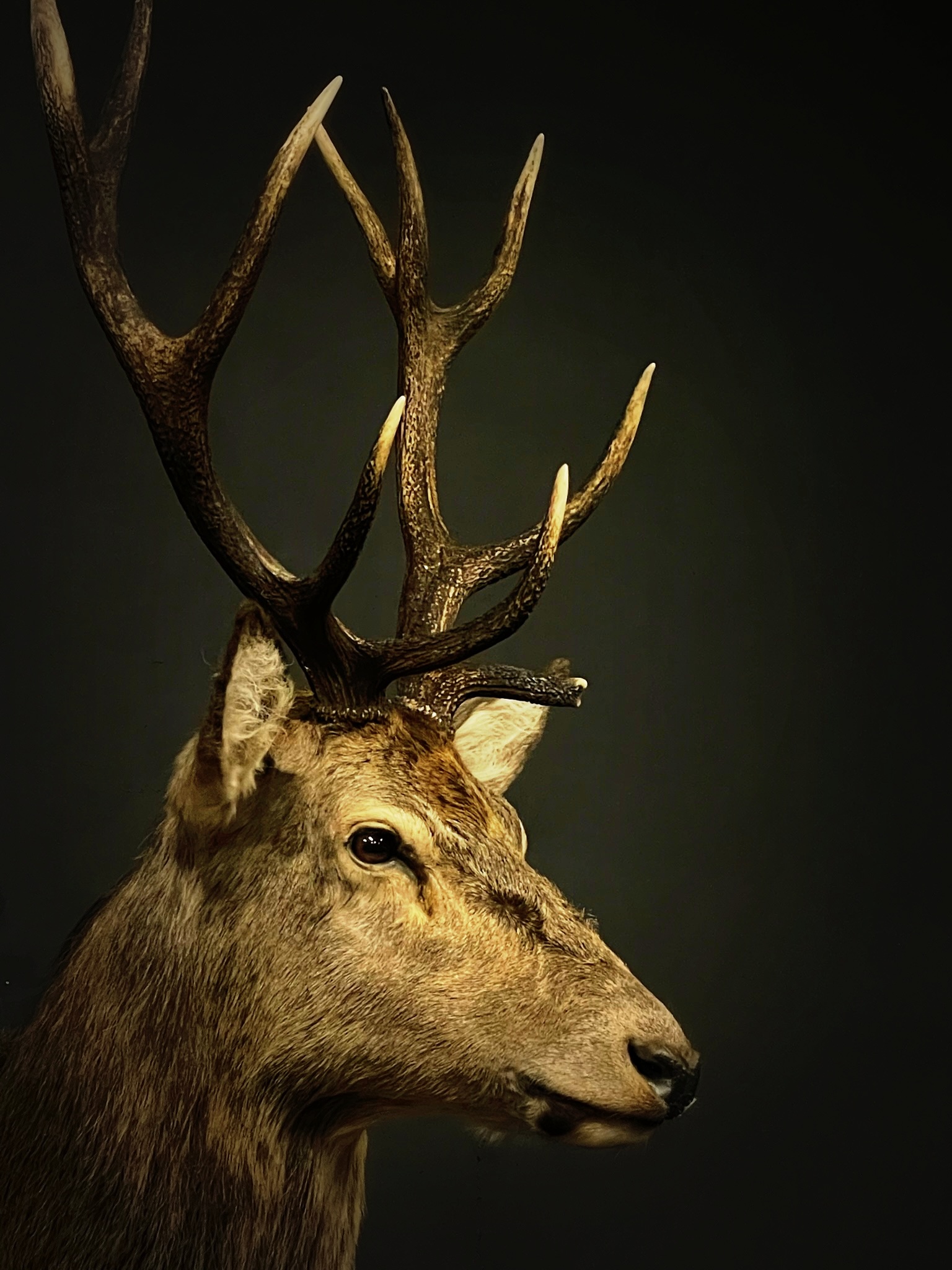 Mounted deer head - BEAST Interiors