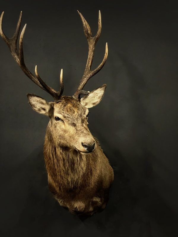 Mounted deer head - BEAST Interiors