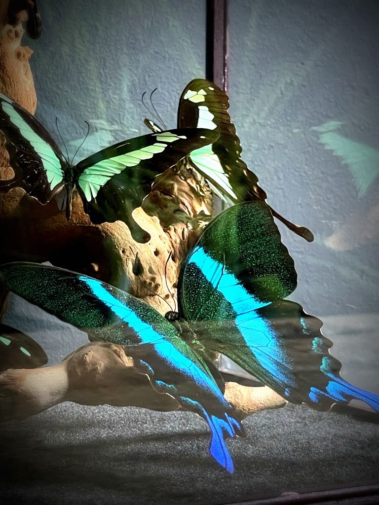 Glass display case with butterflies - BEAST Interiors