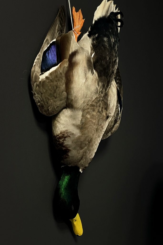 Taxidermy mallard duck - BEAST Interiors