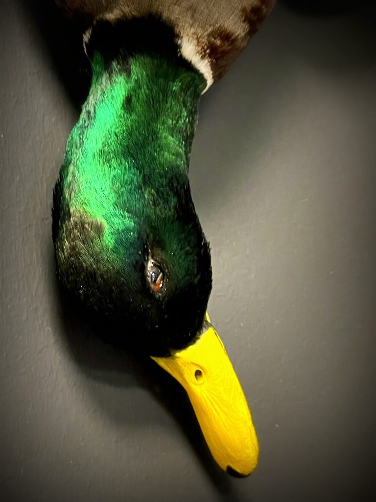 Taxidermy mallard duck - BEAST Interiors