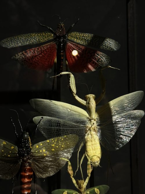 Glass display case with grasshoppers - BEAST Interiors