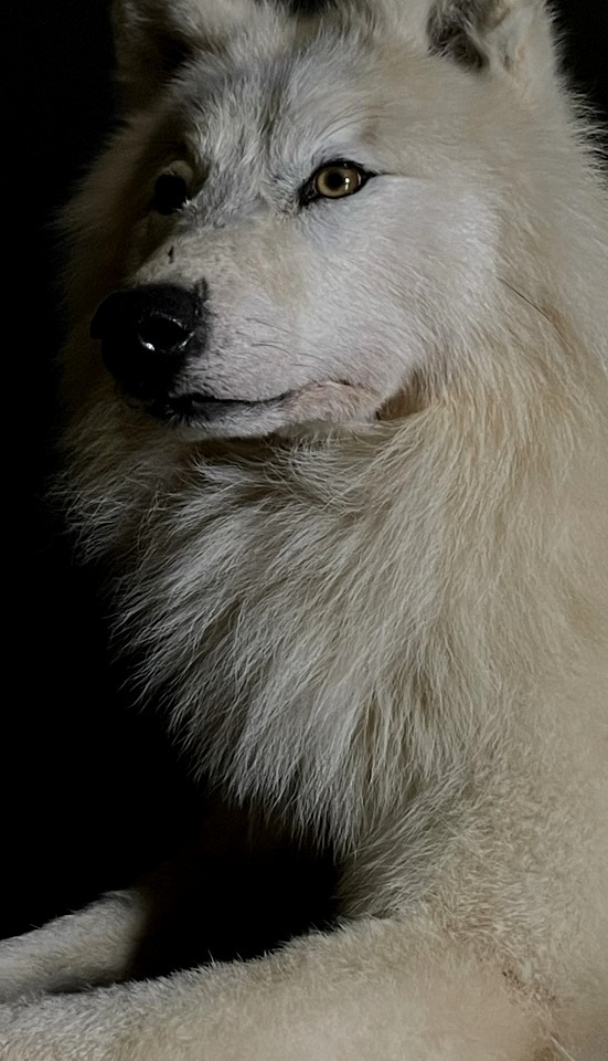Mounted Arctic wolf (expected soon) - BEAST Interiors