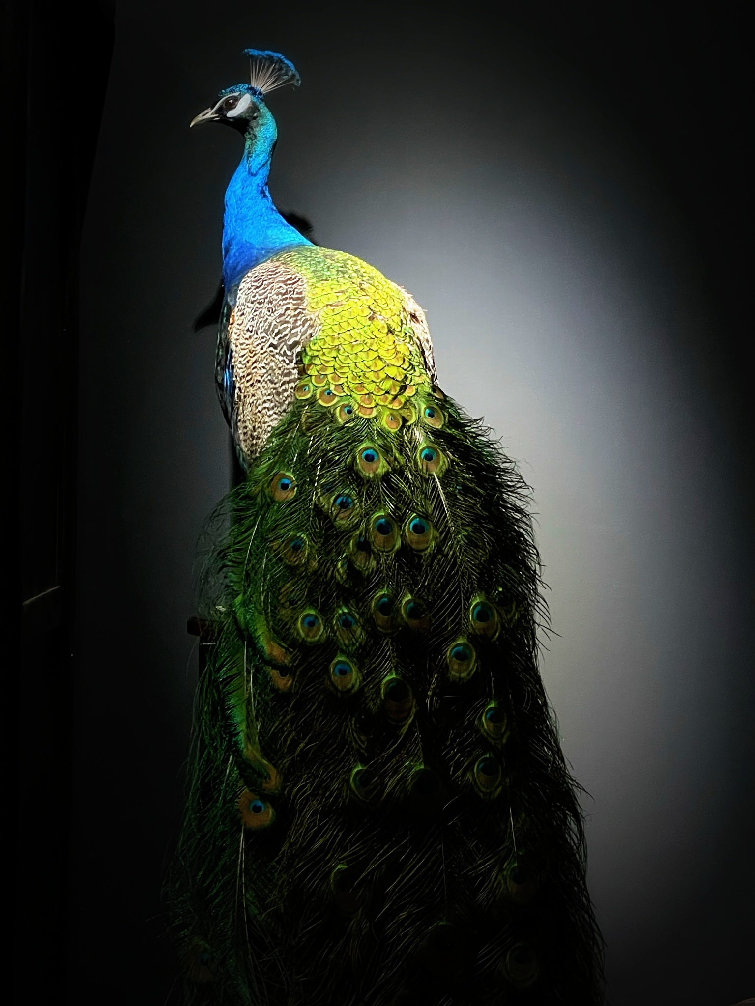 Mounted peacock - BEAST Interiors