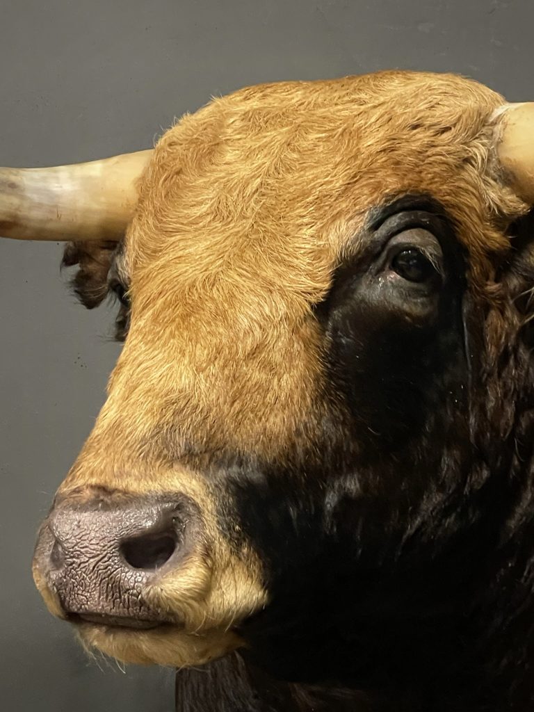Opgezette kop van een Spaanse stier - BEAST Interiors