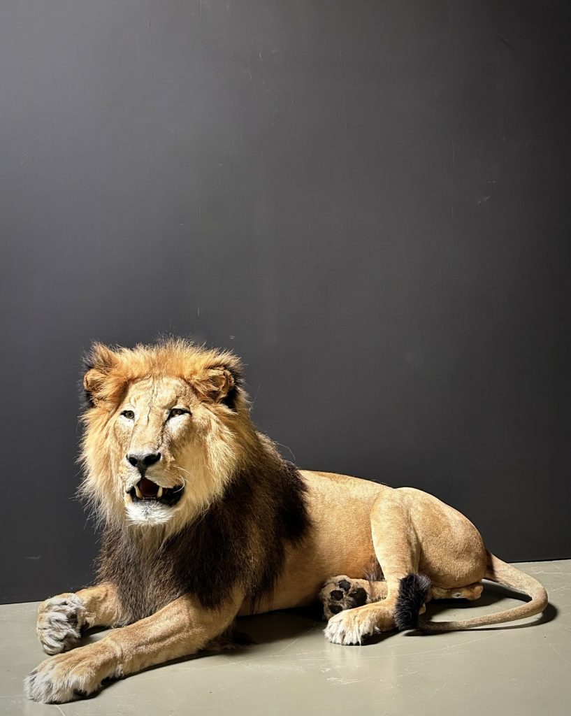 Opgezette leeuw - BEAST Interiors