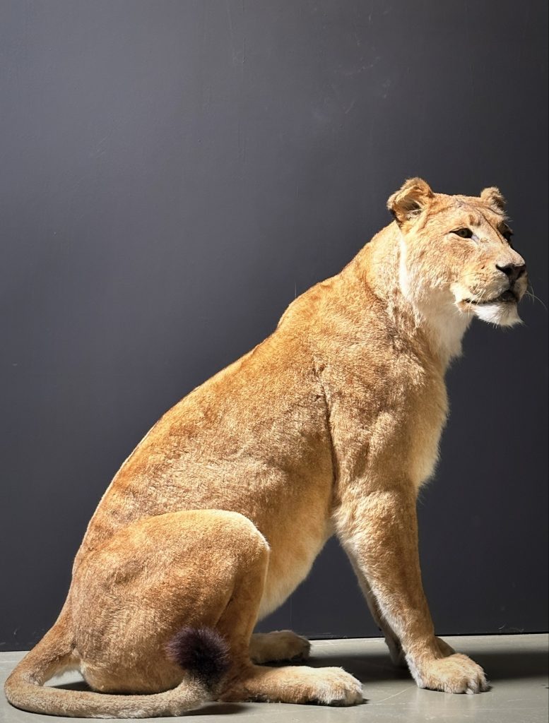 Taxidermy lioness - BEAST Interiors