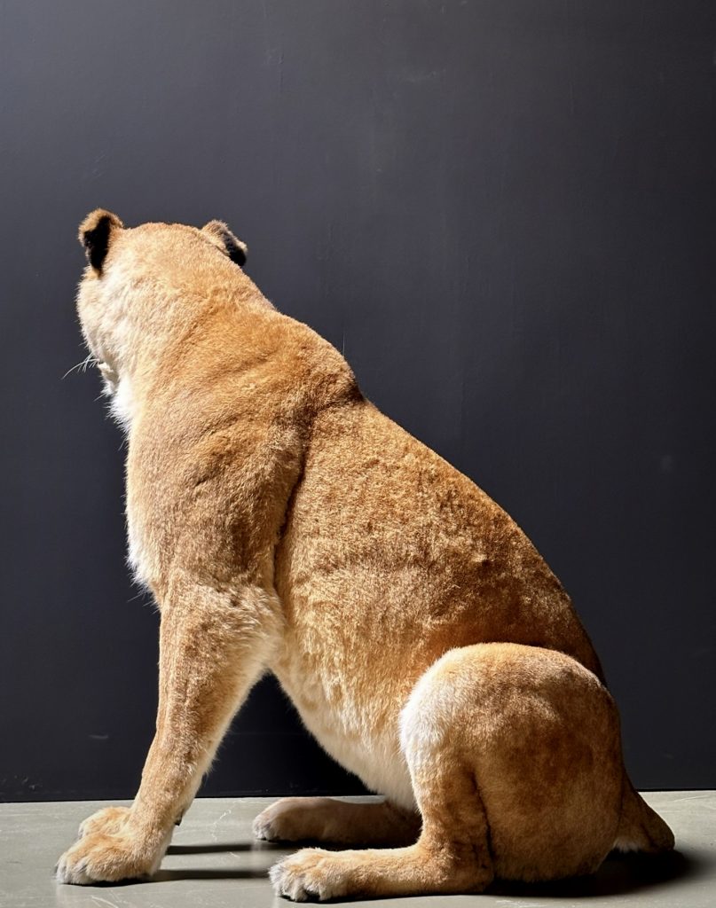 Taxidermy lioness - BEAST Interiors