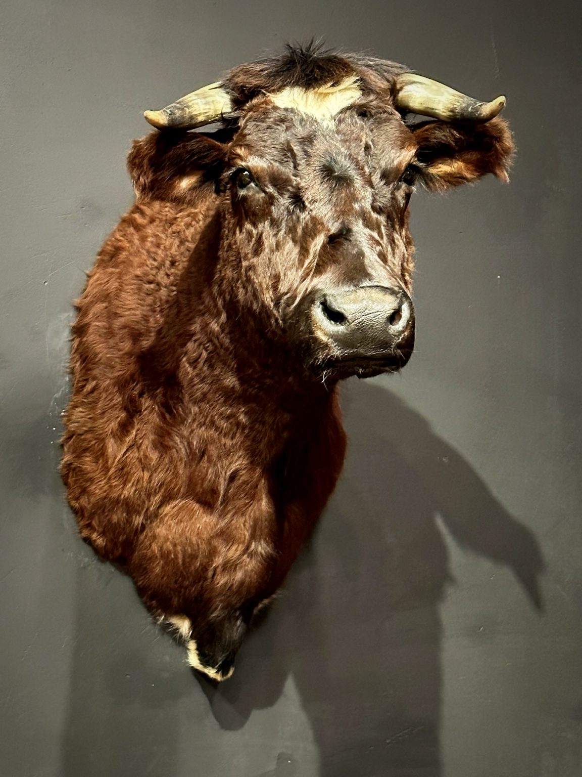 Opgezette Brandrode koe. koeienkop - BEAST Interiors