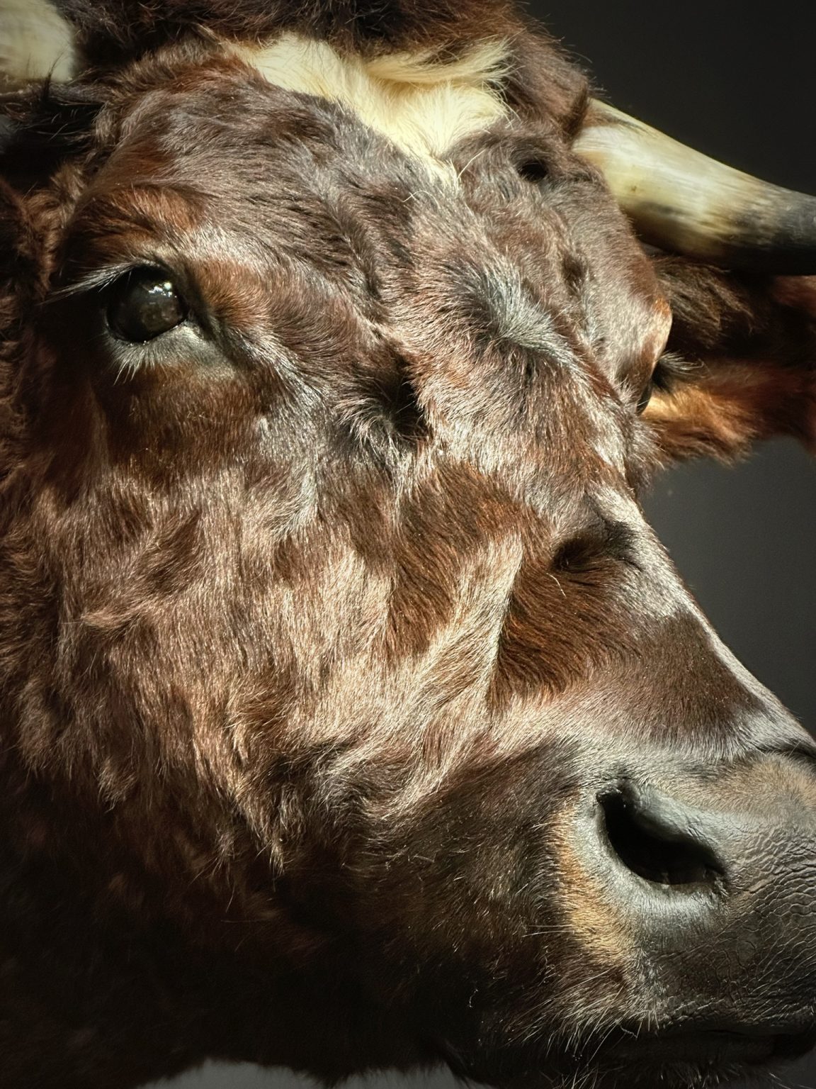 Opgezette Brandrode koe. koeienkop - BEAST Interiors