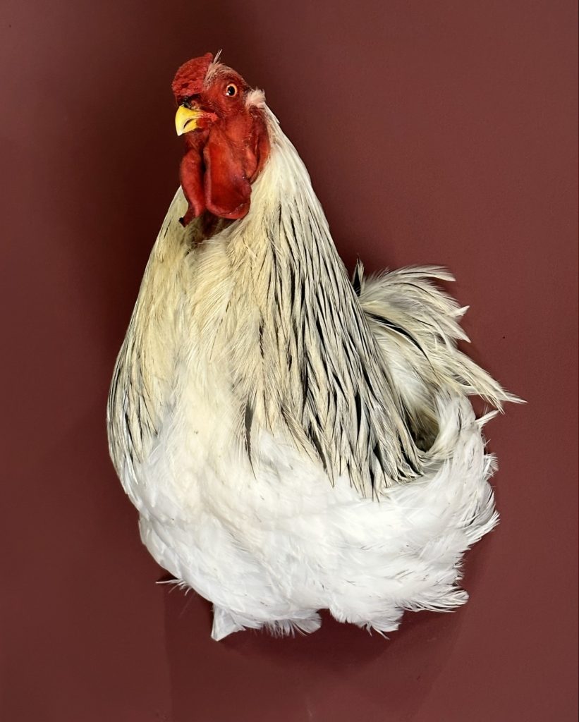 Stuffed rooster head - BEAST Interiors