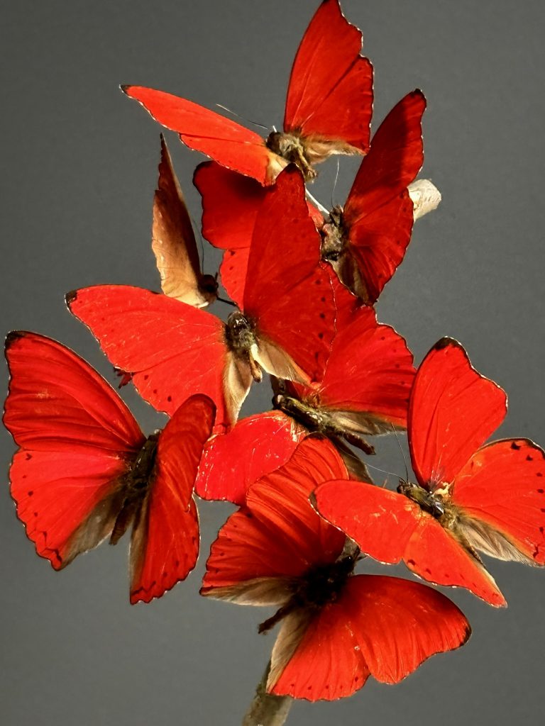 Antieke stolp met rode vlinders - BEAST Interiors