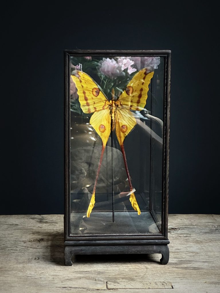 Display case with 2 Morpho butterflies, - BEAST Interiors