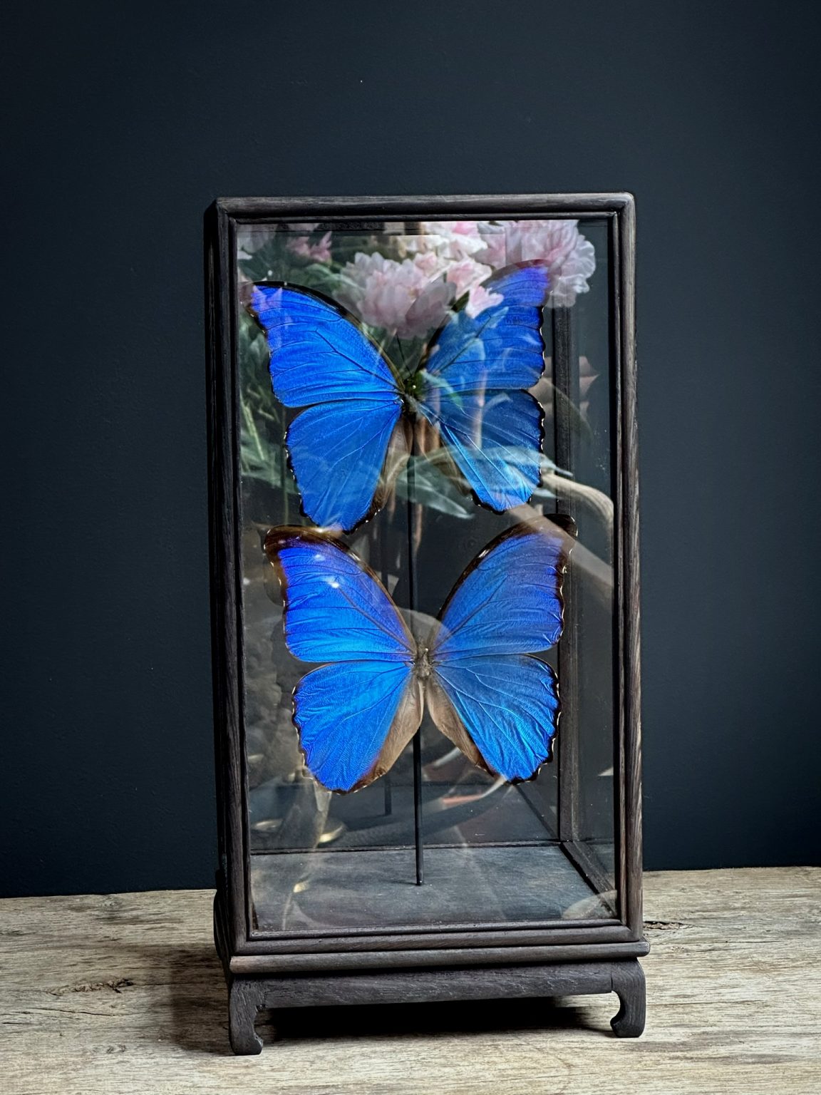Display case with 2 Morpho butterflies, - BEAST Interiors