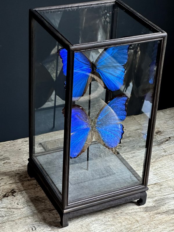 Display case with 2 Morpho butterflies, - BEAST Interiors