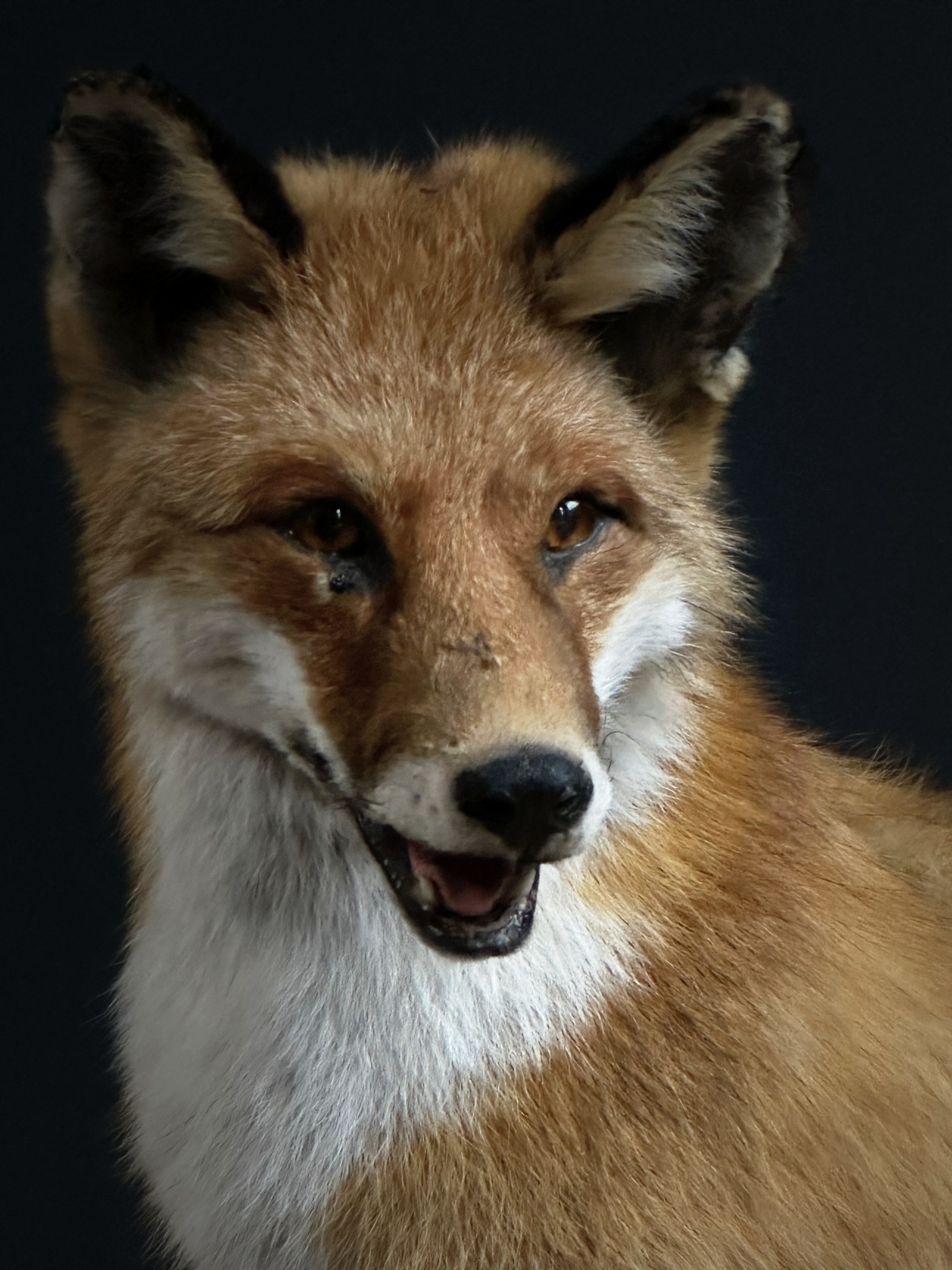 Mounted fox - BEAST Interiors