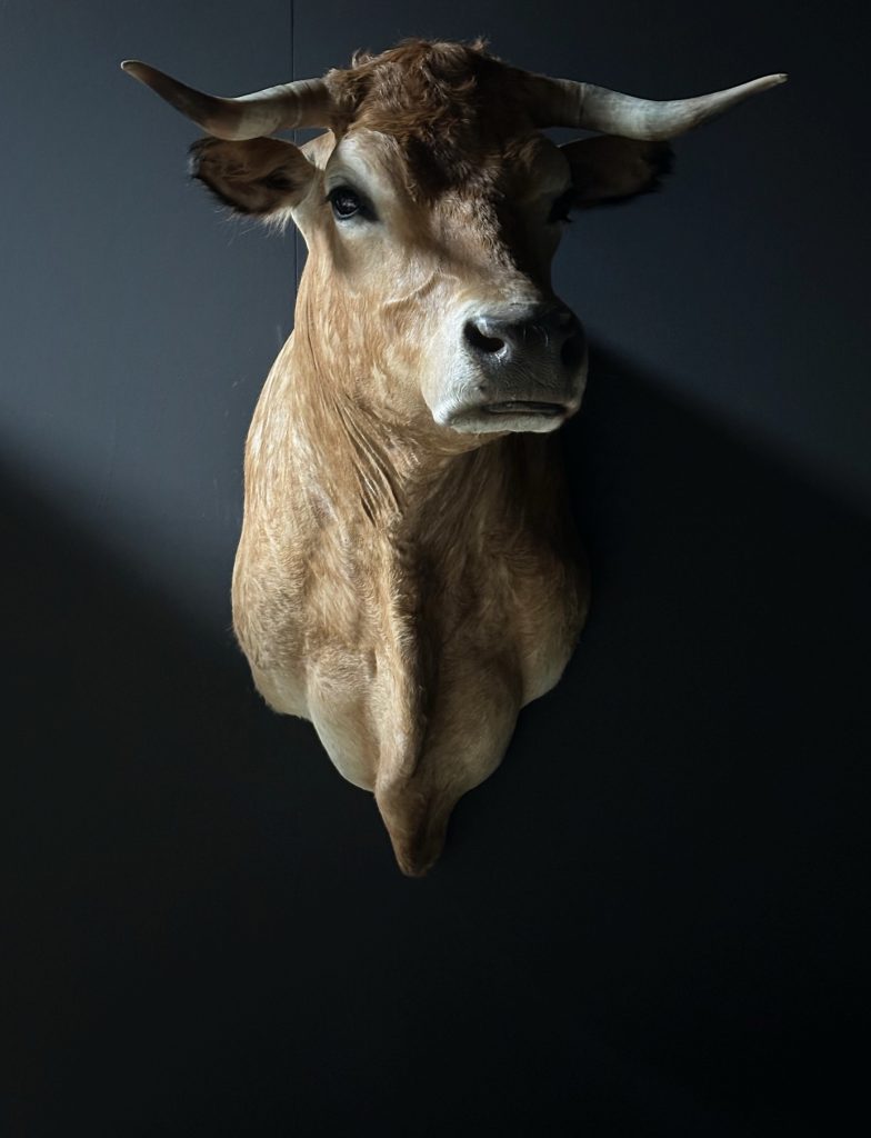 Parthenaise Cow - BEAST Interiors