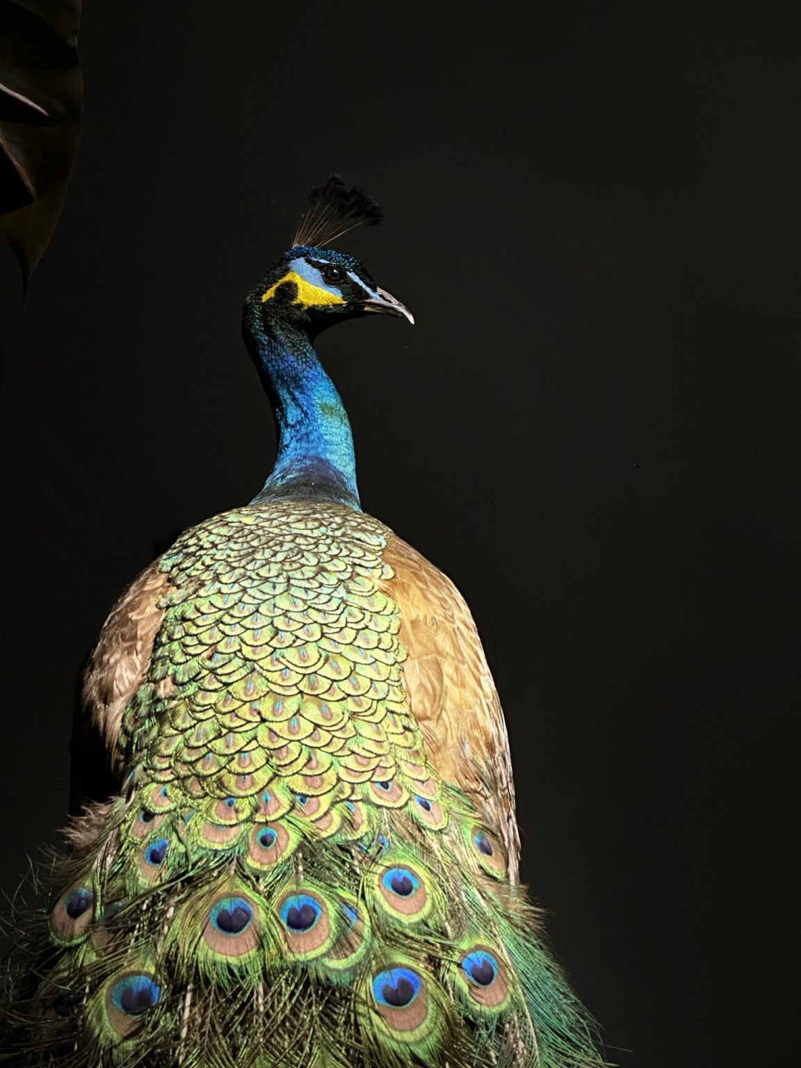 Opgezette Java pauw - BEAST Interiors