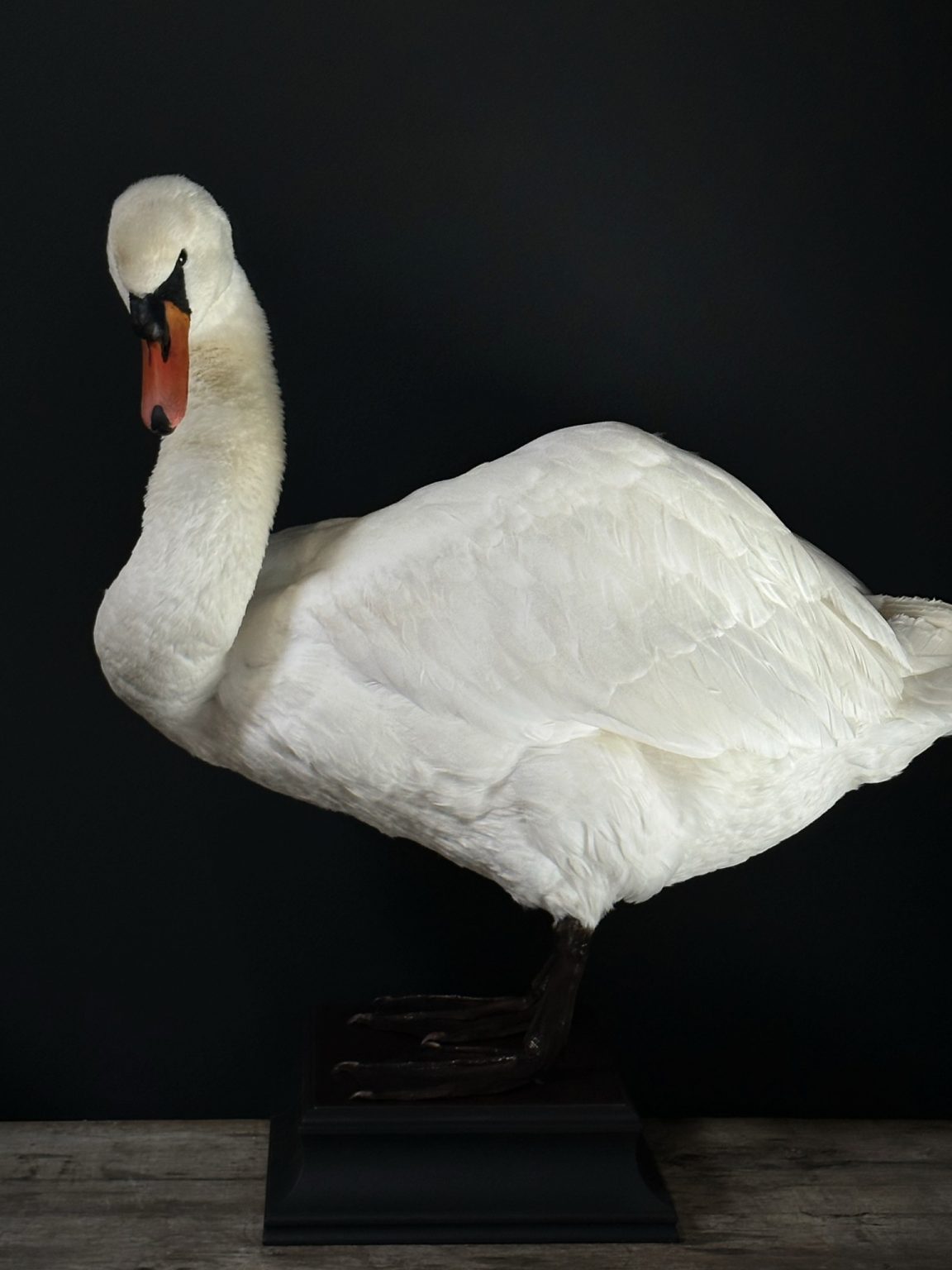 Stuffed swan - BEAST Interiors