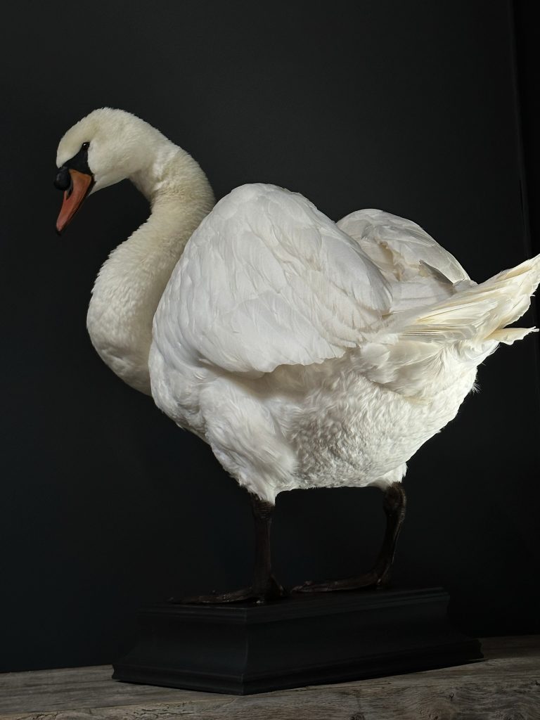 Stuffed swan - BEAST Interiors