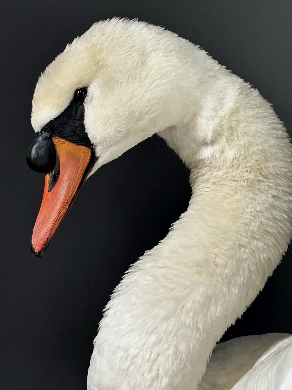 Stuffed swan - BEAST Interiors