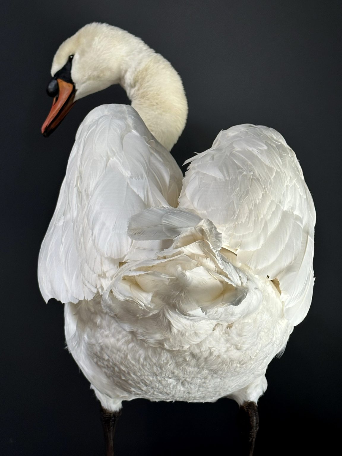 Stuffed swan - BEAST Interiors