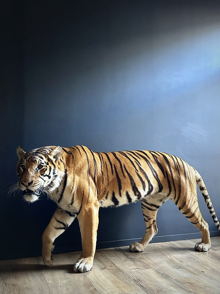 Mounted Tiger - BEAST Interiors