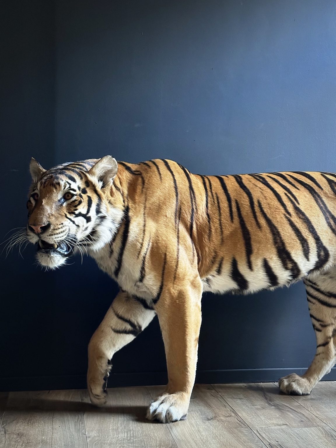 Mounted Tiger - BEAST Interiors