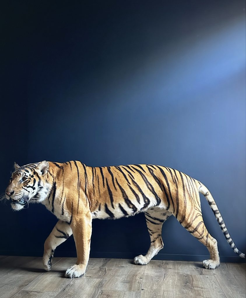 Mounted Tiger - BEAST Interiors