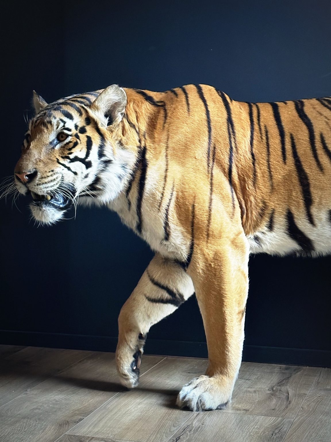 Mounted Tiger - BEAST Interiors