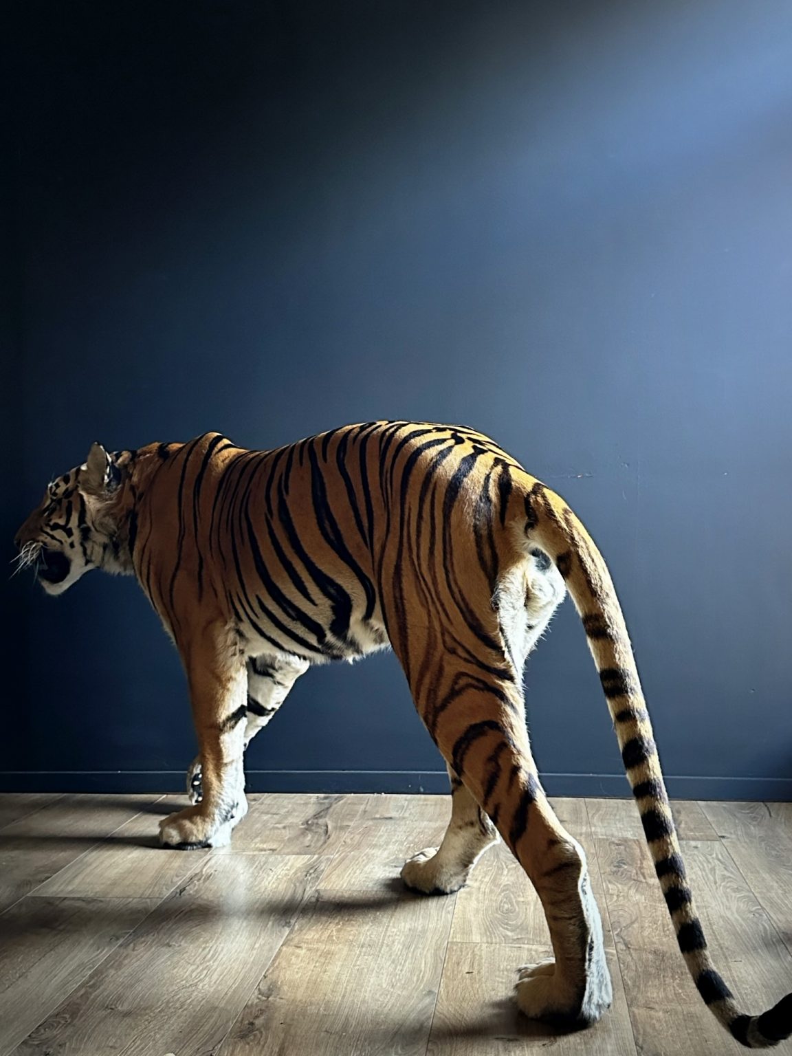 Mounted Tiger - BEAST Interiors