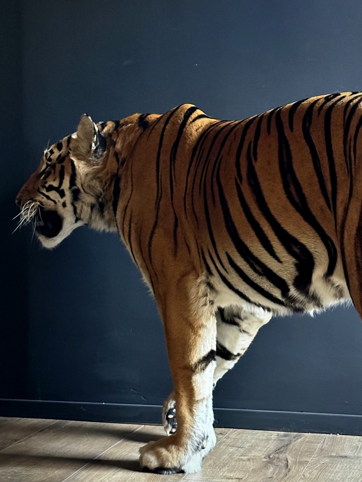 Mounted Tiger - BEAST Interiors