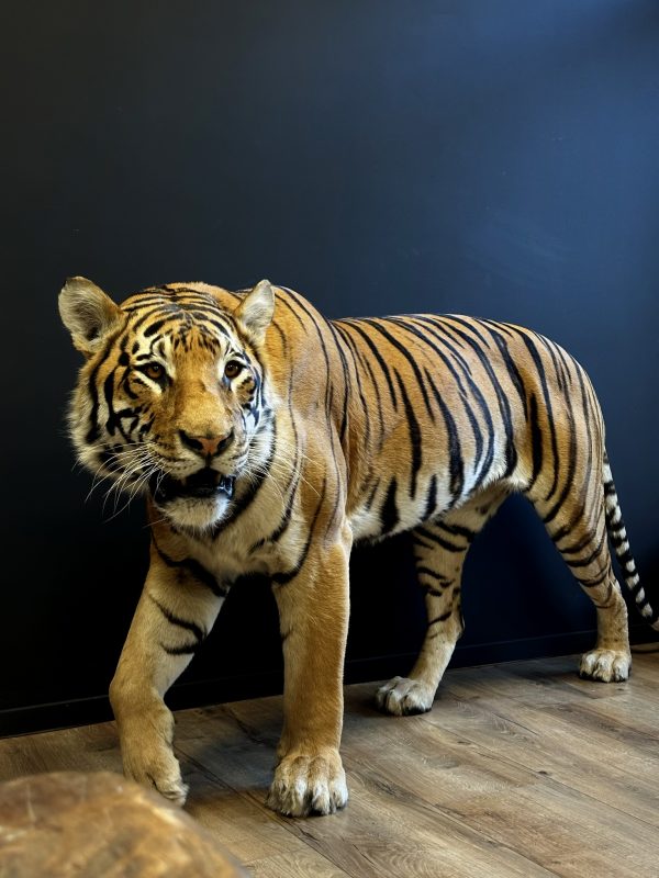 Mounted Tiger - BEAST Interiors